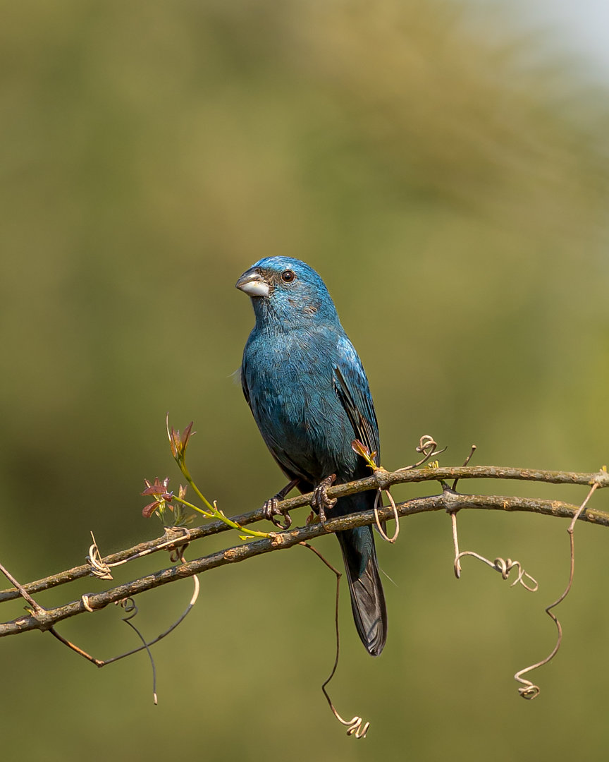 Foto azulinho (Cyanoloxia glaucocaerulea) Por Leandro Paiva | Wiki Aves ...