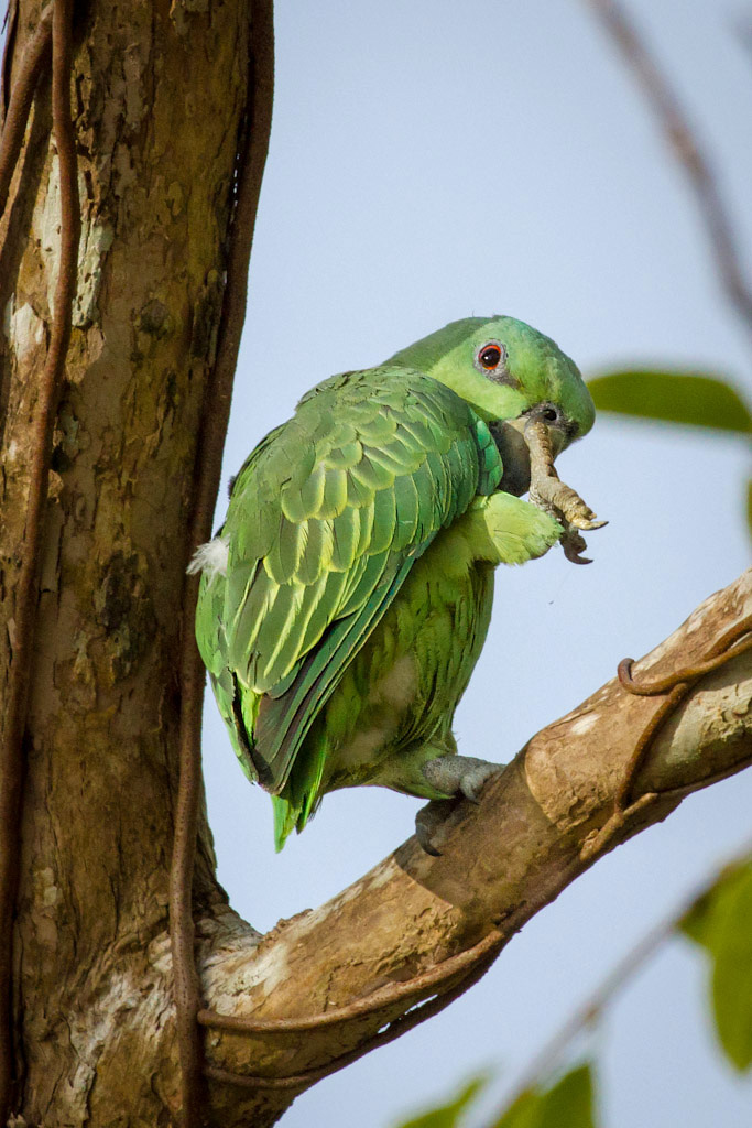 Foto curica-verde (Graydidascalus brachyurus) Por Thiago Calil | Wiki ...