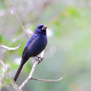 azulão (Cyanoloxia brissonii) | WikiAves - A Enciclopédia das Aves do ...