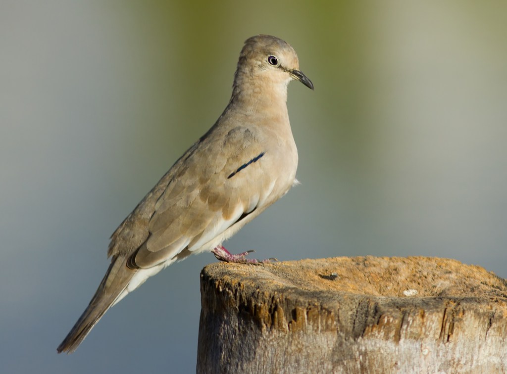 Foto rolinha-picuí (Columbina picui) Por Romilson Junior | Wiki Aves ...