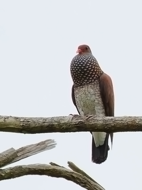 pomba-trocal (Patagioenas speciosa) | WikiAves - A Enciclopédia das ...