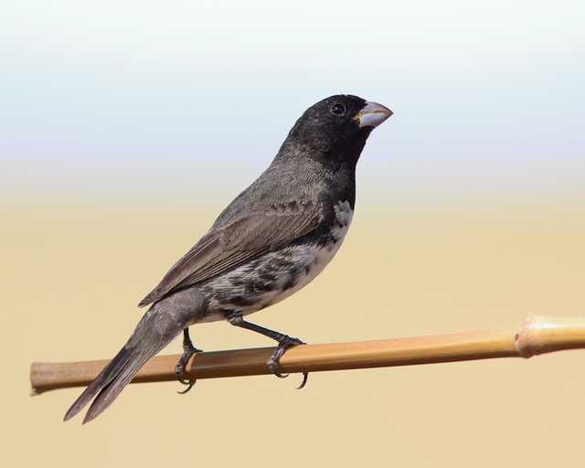 Foto papa-capim-de-costas-cinza (Sporophila ardesiaca) Por Ricardo ...