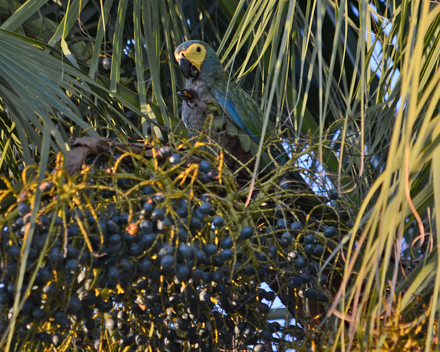 Foto maracanã-do-buriti (Orthopsittaca manilatus) Por José R. Mathia ...