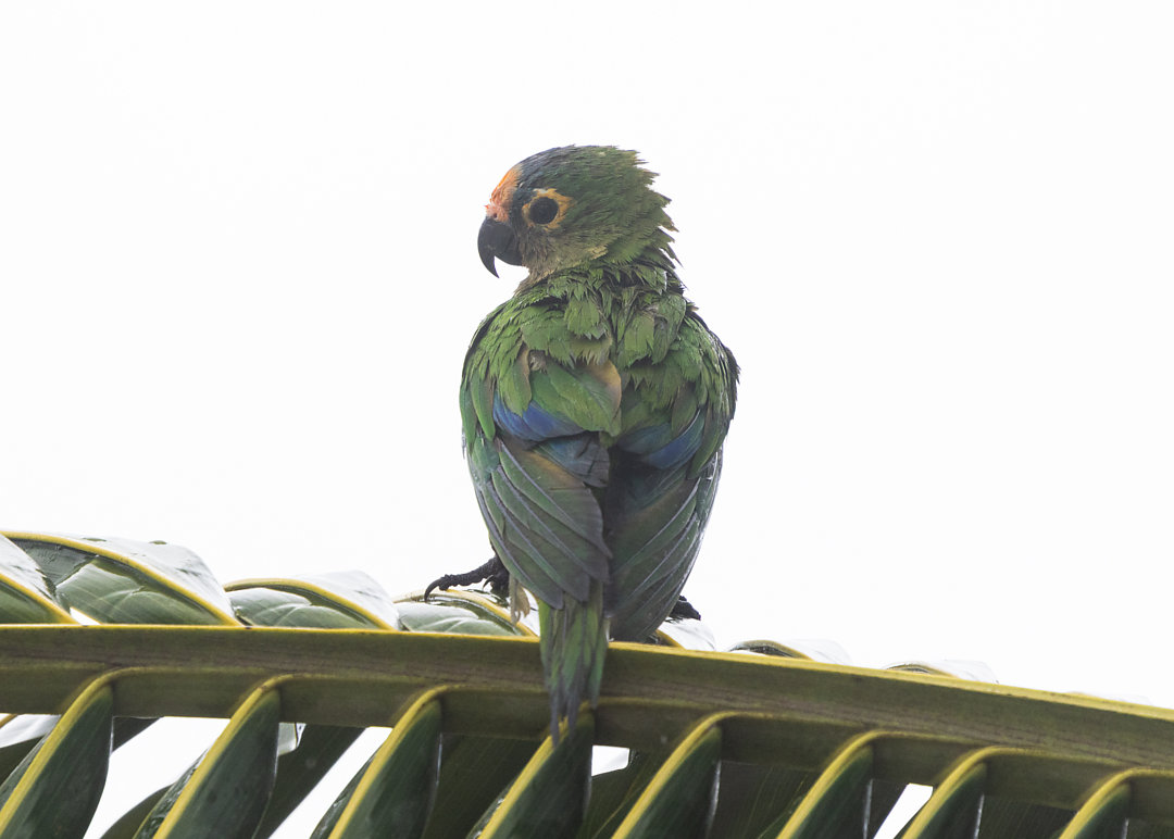 Foto periquito-rei (Eupsittula aurea) Por Silvia Faustino Linhares ...