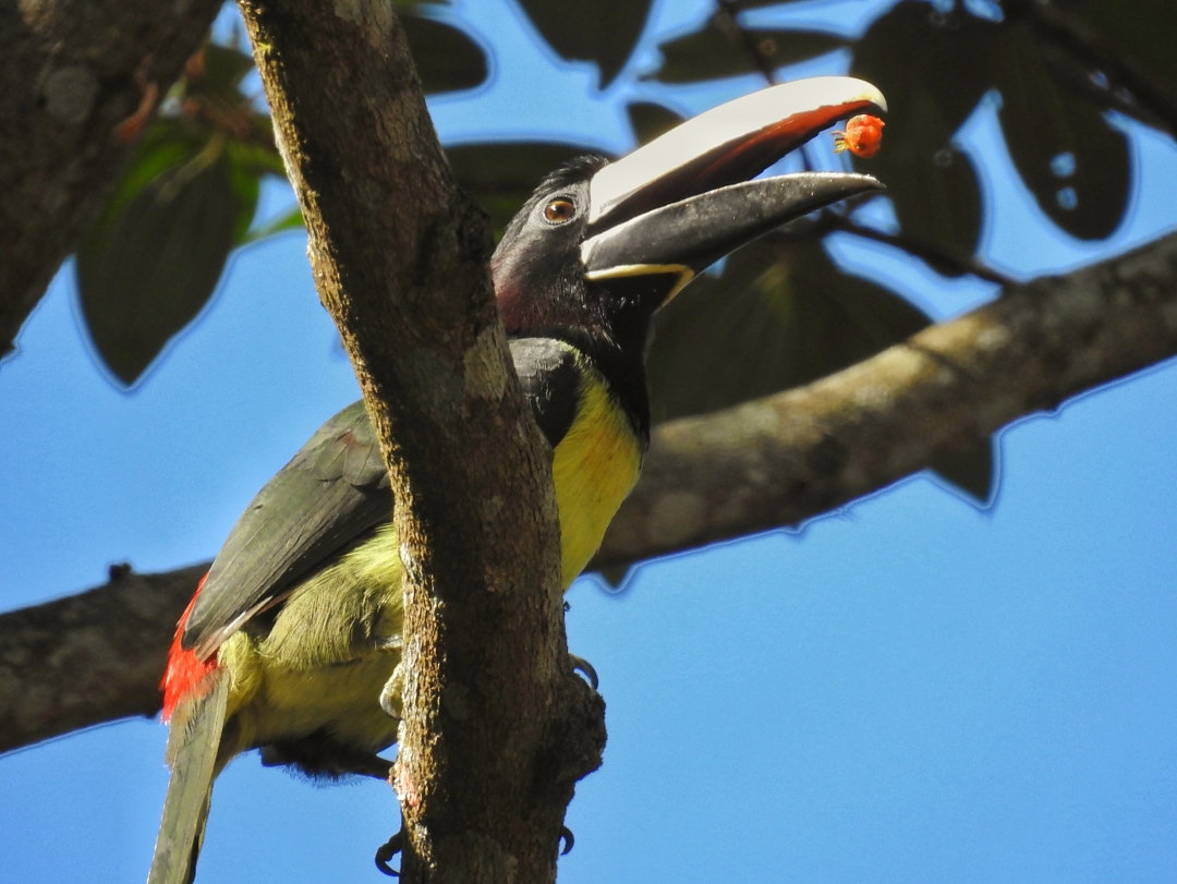 Foto araçari-de-bico-branco (Pteroglossus aracari) Por Fagner Macedo ...