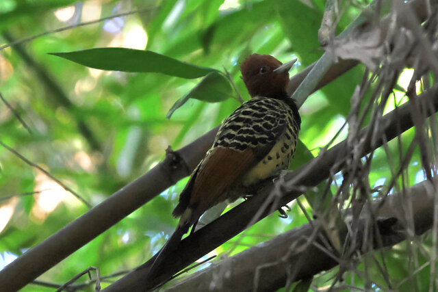 Foto pica-pau-lindo (Celeus spectabilis) Por Tomé Silva | Wiki Aves - A ...