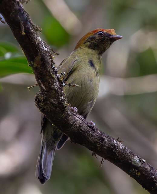 Foto soldadinho (Antilophia galeata) Por Walisson Assis | Wiki Aves - A ...