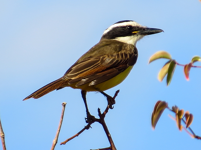 Foto bem-te-vi (Pitangus sulphuratus) Por Cassio Silva | Wiki Aves - A ...