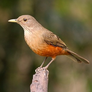 sabiá-laranjeira (Turdus rufiventris) | WikiAves - A Enciclopédia das ...
