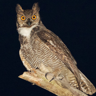 jacurutu (Bubo virginianus) | WikiAves - A Enciclopédia das Aves do Brasil