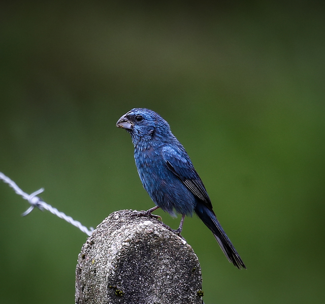 azulinho (Cyanoloxia glaucocaerulea) | WikiAves - A Enciclopédia das ...