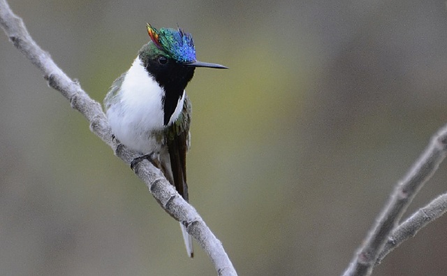 Foto chifre-de-ouro (Heliactin bilophus) Por Stephen Jones | Wiki Aves ...