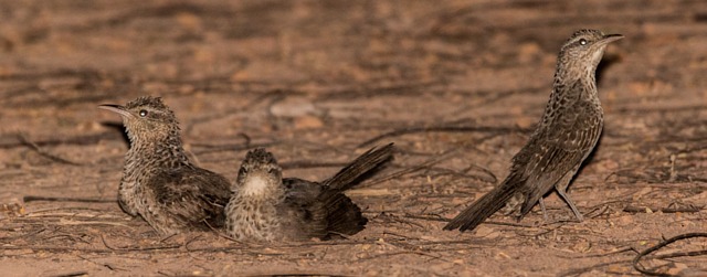 catatau (Campylorhynchus turdinus) | WikiAves - A Enciclopédia das Aves ...