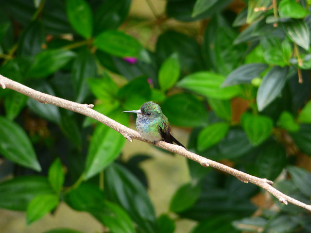 Foto beija-flor-roxo (Chlorestes cyanus) Por Victor Hugo Rebecchi ...