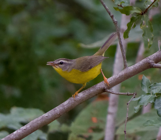 Foto pula-pula (Basileuterus culicivorus) Por Breno Farias | Wiki Aves ...