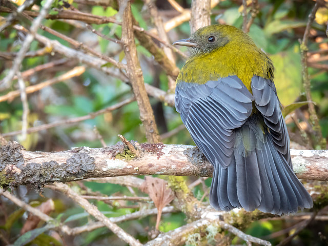 Foto saudade-de-asa-cinza (Lipaugus conditus) Por Aisse Gaertner | Wiki ...