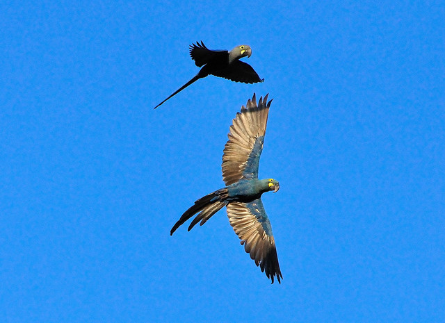 Foto arara-azul-de-lear (Anodorhynchus leari) Por Jean Jr Barcik | Wiki ...