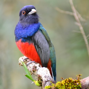 Trogoniformes | WikiAves - A Enciclopédia das Aves do Brasil