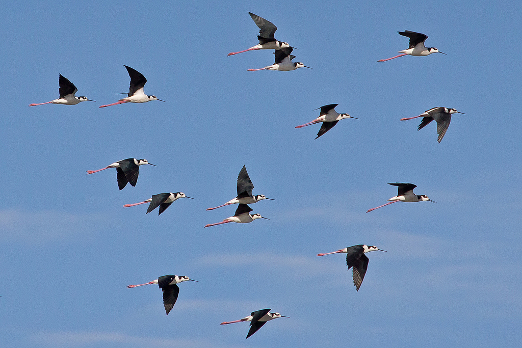 Foto pernilongo-de-costas-brancas (Himantopus melanurus) Por Rodrigo ...
