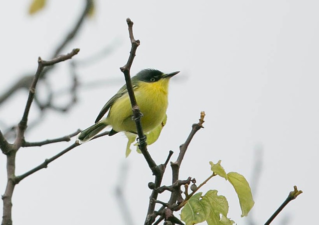 Foto ferreirinho-relógio (Todirostrum cinereum) Por Claudio Furini ...