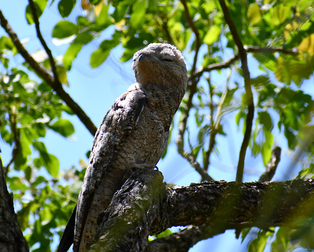 Foto urutau-grande (Nyctibius grandis) Por Ivo Tomich Marcos | Wiki ...