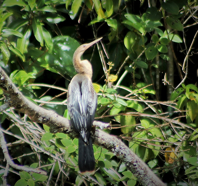 Foto biguatinga (Anhinga anhinga) Por Andresa Mattos | Wiki Aves - A Enciclopédia das Aves do Brasil