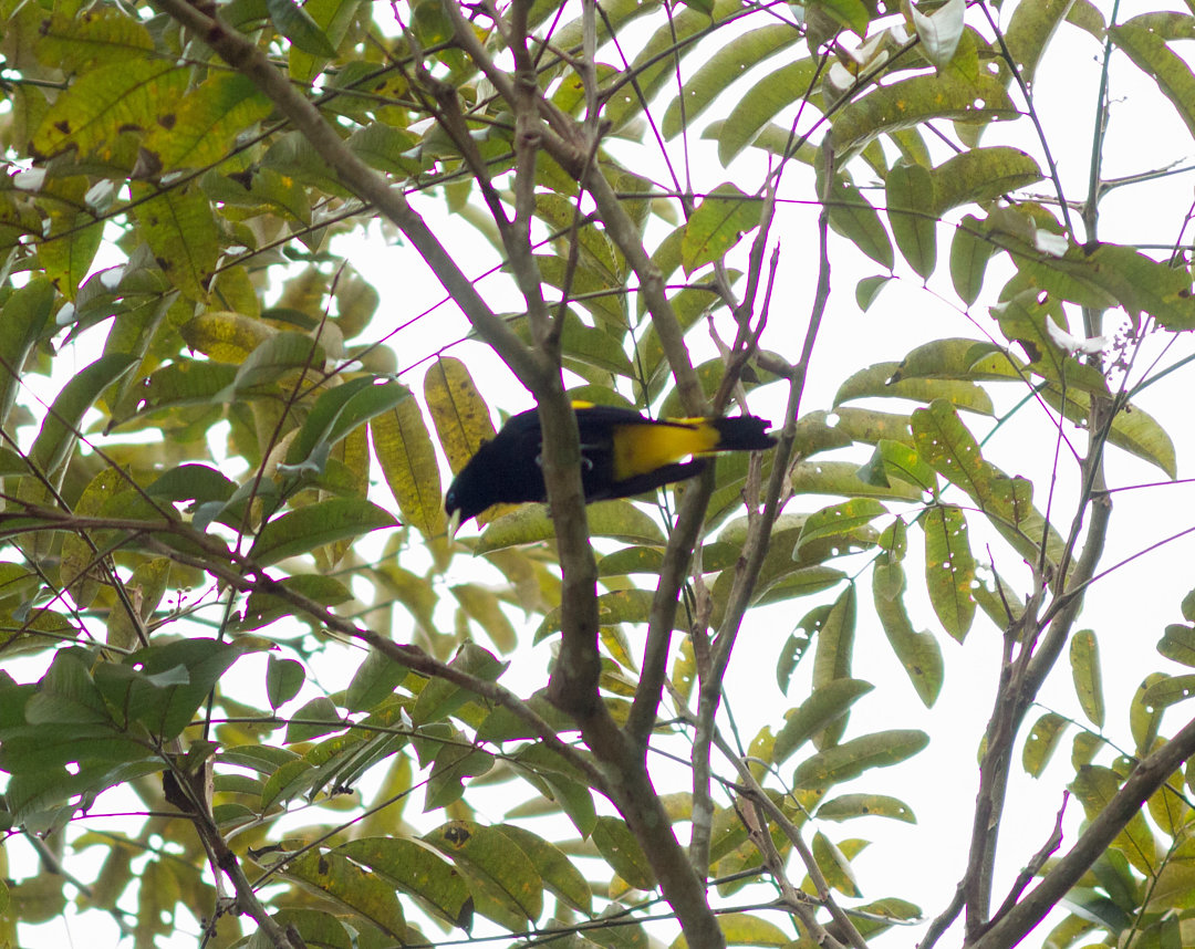 Foto xexéu (Cacicus cela) Por Luis Morais_ | Wiki Aves - A Enciclopédia ...