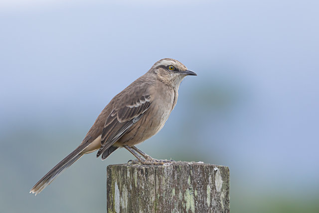Foto sabiá-do-campo (Mimus saturninus) Por Adriano Gonçalves 2 | Wiki ...