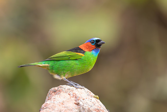 Foto saíra-militar (Tangara cyanocephala) Por Adriano Gonçalves 2 ...