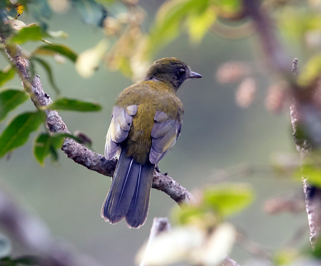 Foto saudade-de-asa-cinza (Lipaugus conditus) Por Carlos Vieira. | Wiki ...