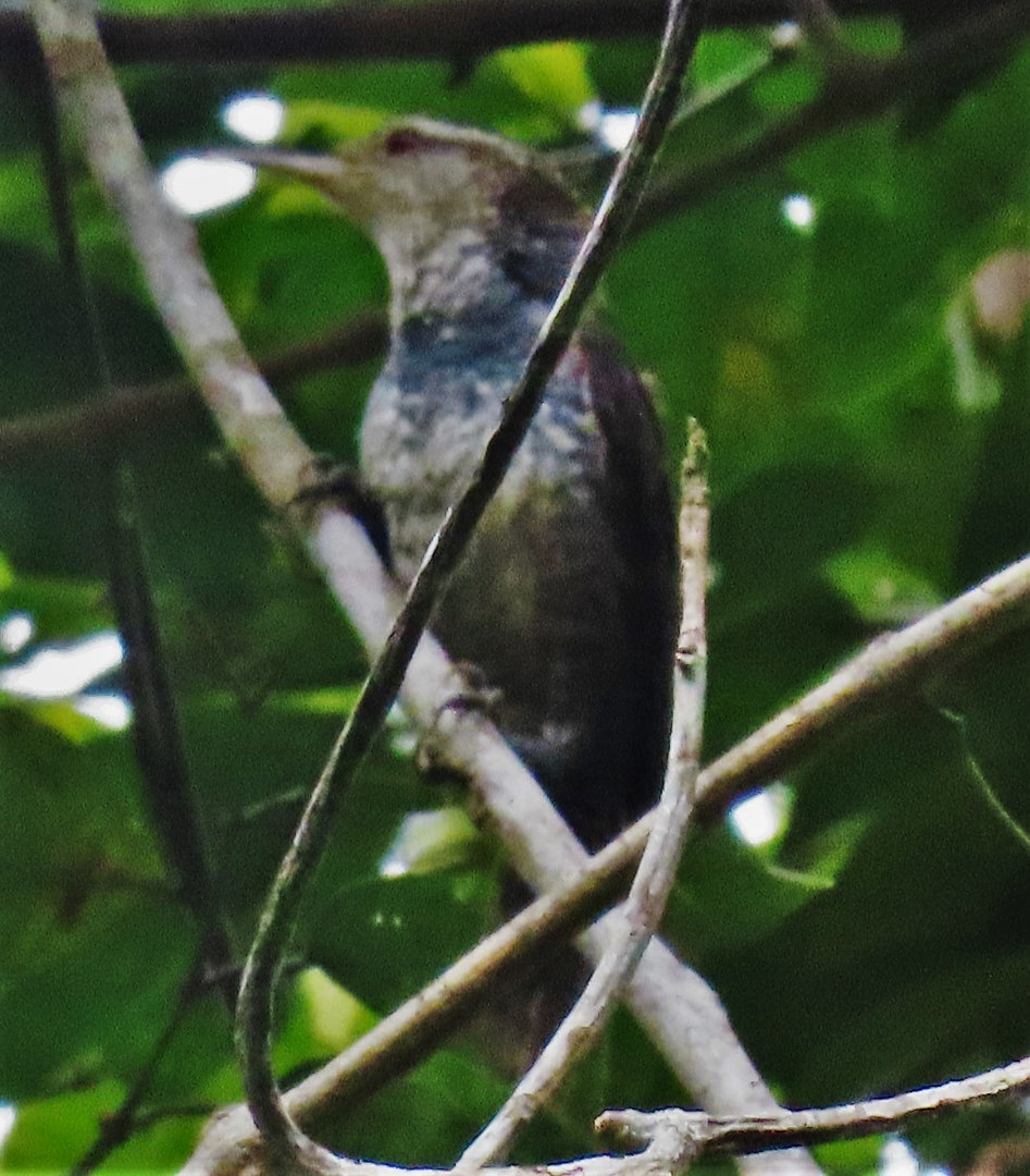 Foto catatau (Campylorhynchus turdinus) Por Paulo Saito | Wiki Aves - A ...