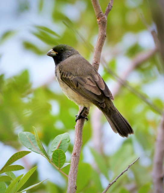 Foto papa-capim-de-costas-cinza (Sporophila ardesiaca) Por Julio ...