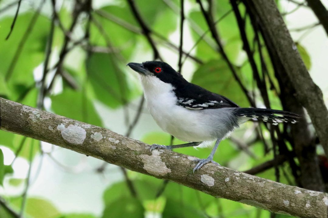 Foto choró-boi (Taraba major) Por Lorenzo Palma | Wiki Aves - A ...