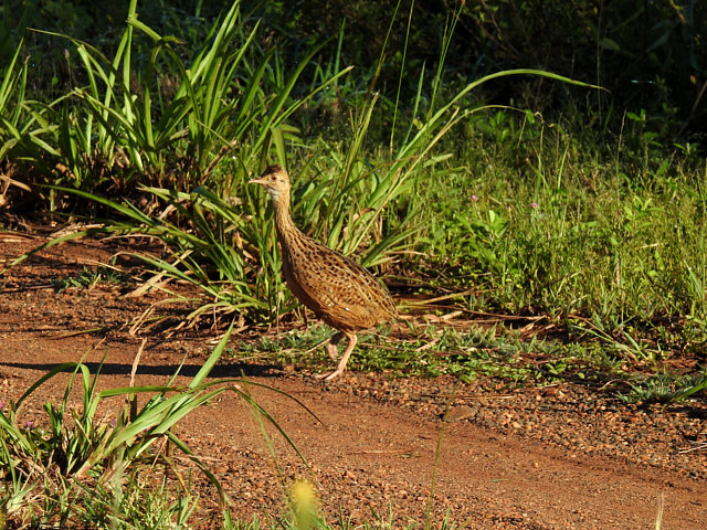 Foto codorna-amarela (Nothura maculosa) Por Paulo A. Silva | Wiki Aves ...