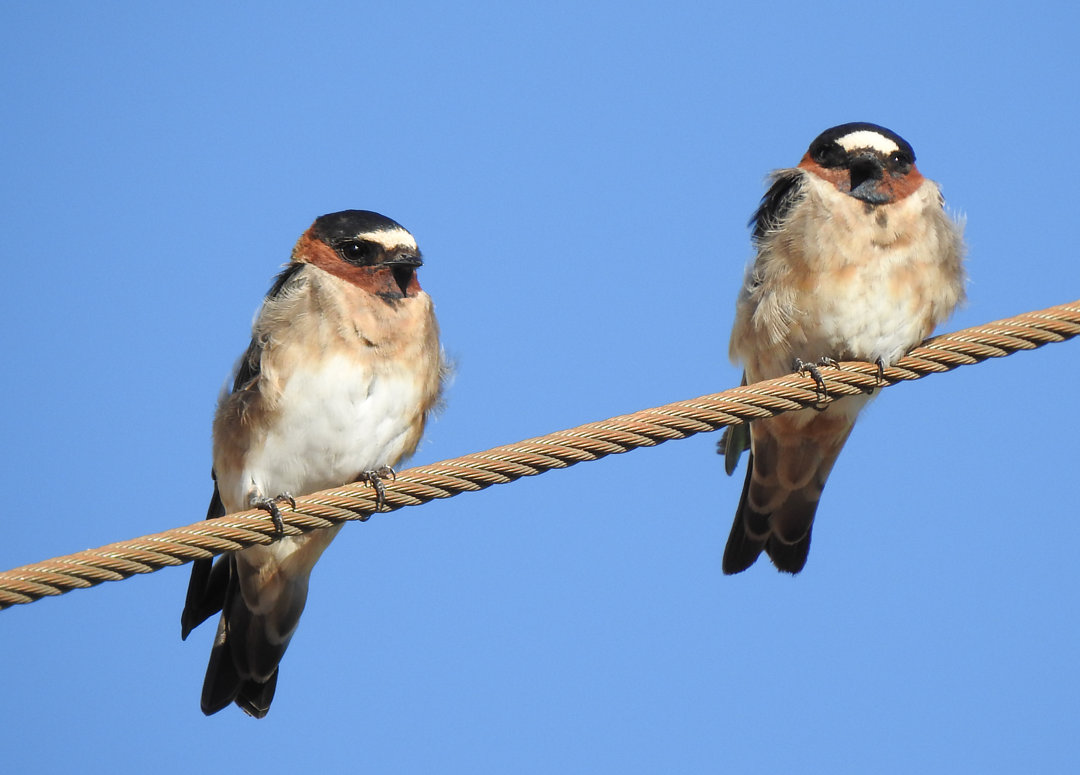 Foto andorinha-de-dorso-acanelado (Petrochelidon pyrrhonota) Por ...