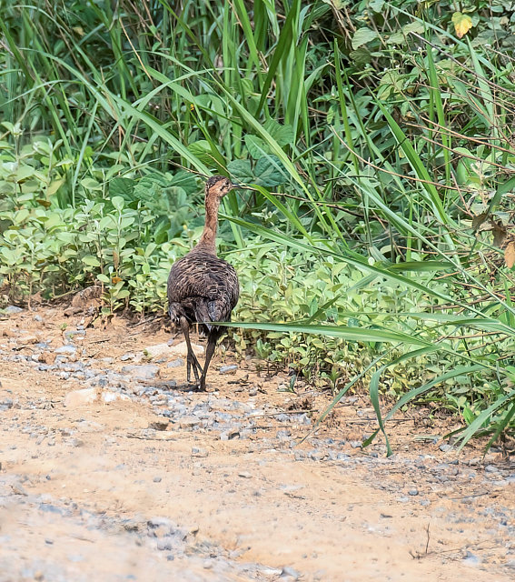Foto perdiz (Rhynchotus rufescens) Por Celso De Castro | Wiki Aves - A ...