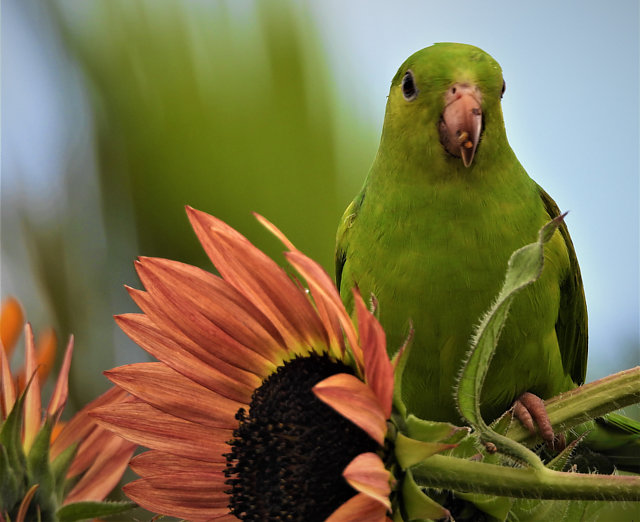 Foto periquito-rico (Brotogeris tirica) Por Anderson Branco | Wiki Aves ...