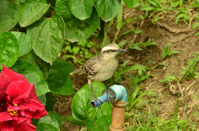 Foto sabiá-do-campo (Mimus saturninus) Por Nilton Cirqueira | Wiki Aves ...