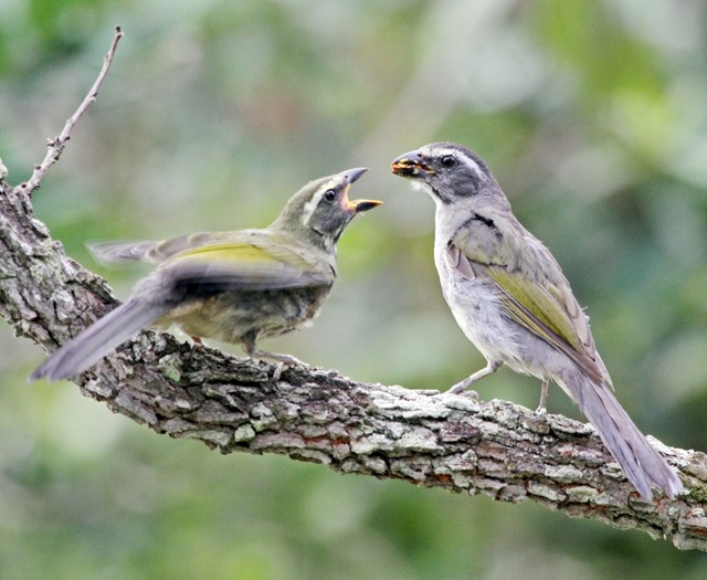 Foto trinca-ferro (Saltator similis) Por Jacek Kisielewski | Wiki Aves ...