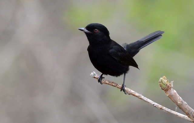 maria-preta-do-nordeste (Knipolegus franciscanus) | WikiAves - A ...