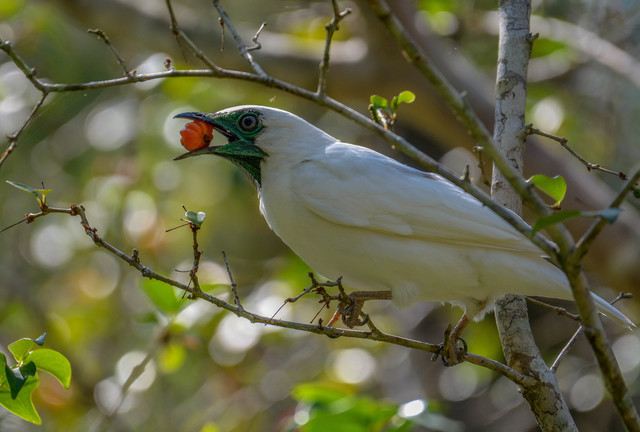 Foto araponga (Procnias nudicollis) Por Andréa Faria Santos | Wiki Aves ...