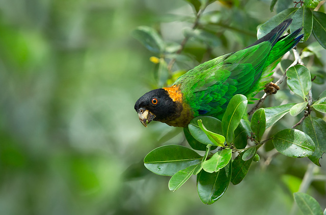 Foto curica-de-chapéu-preto (Pyrilia caica) Por Ester Ramirez | Wiki ...