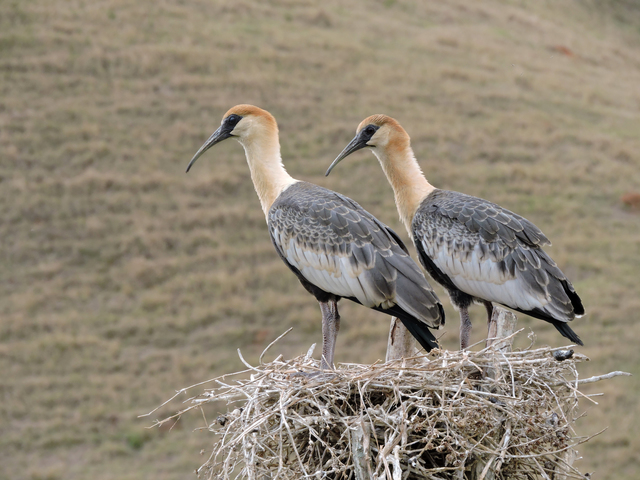 Foto curicaca (Theristicus caudatus) Por Arjuna Sundara | Wiki Aves - A ...
