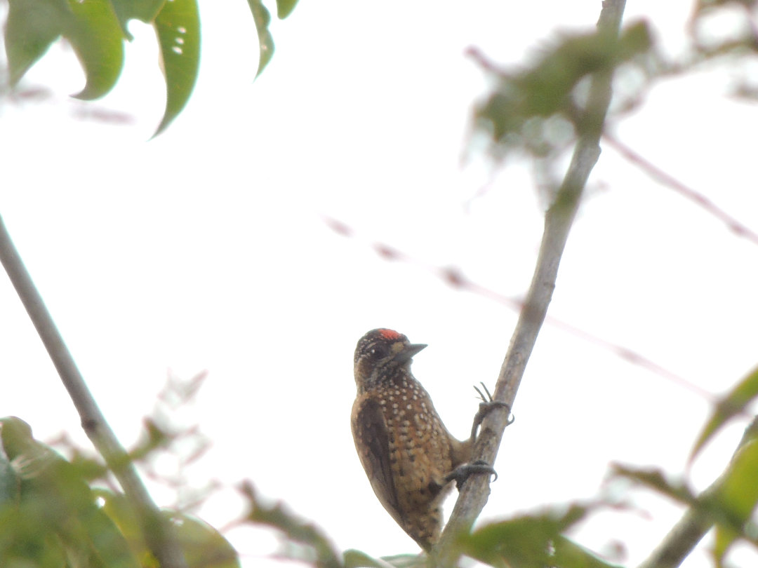 Foto picapauzinho-pintado (Picumnus pygmaeus) Por Belgrano Rekowsky ...
