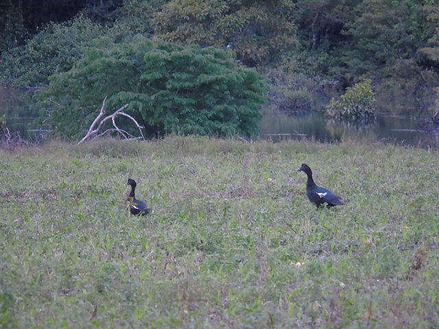 Foto pato-do-mato (Cairina moschata) Por Gilmar Bertolussi | Wiki Aves ...