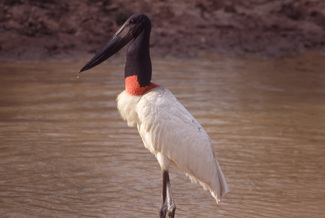 Foto tuiuiú (Jabiru mycteria) Por Rafael Porto | Wiki Aves - A ...