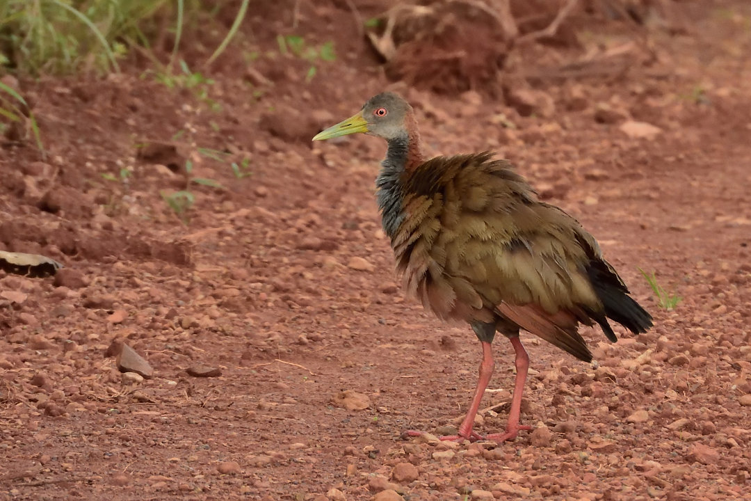 Foto saracuruçu (Aramides ypecaha) Por Fernando Bittencourt | Wiki Aves ...