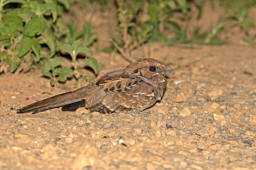 Foto bacurau (Nyctidromus albicollis) Por Fábio Giordano | Wiki Aves ...