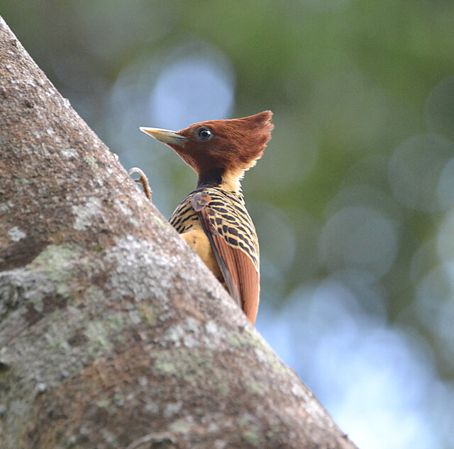 Foto pica-pau-lindo (Celeus spectabilis) Por Luciano Moura | Wiki Aves ...