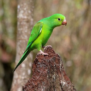 periquito-rico (Brotogeris tirica) | WikiAves - A Enciclopédia das Aves ...